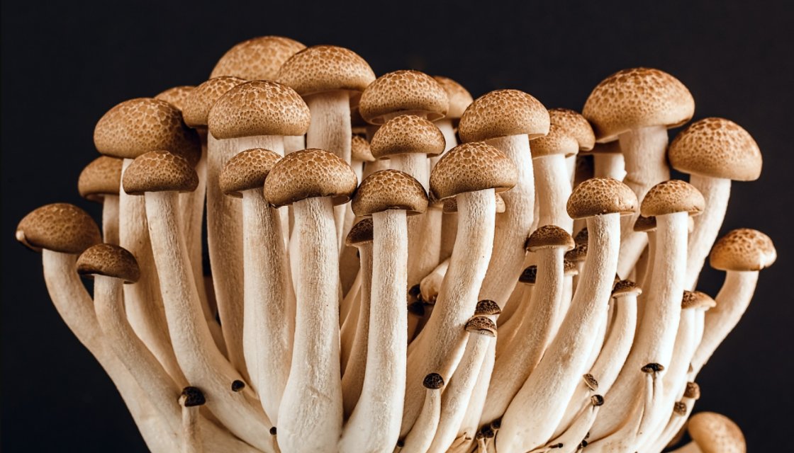 AUTOGROW_ALL_FILES in SQL Server 2016 - SQL-Select.de